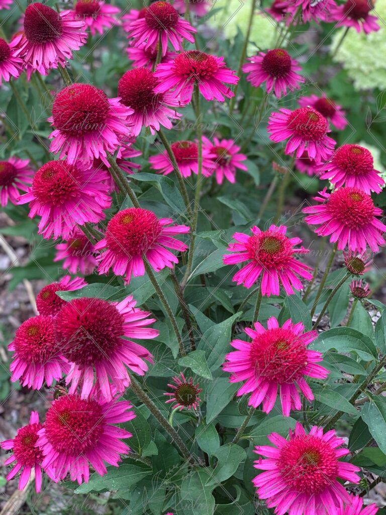 Jeżówka Echinacea Delicious Candy - Zielony Expert