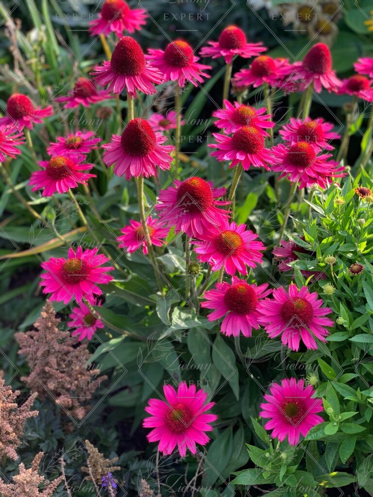 Jeżówka Echinacea Delicious Candy - Zielony Expert