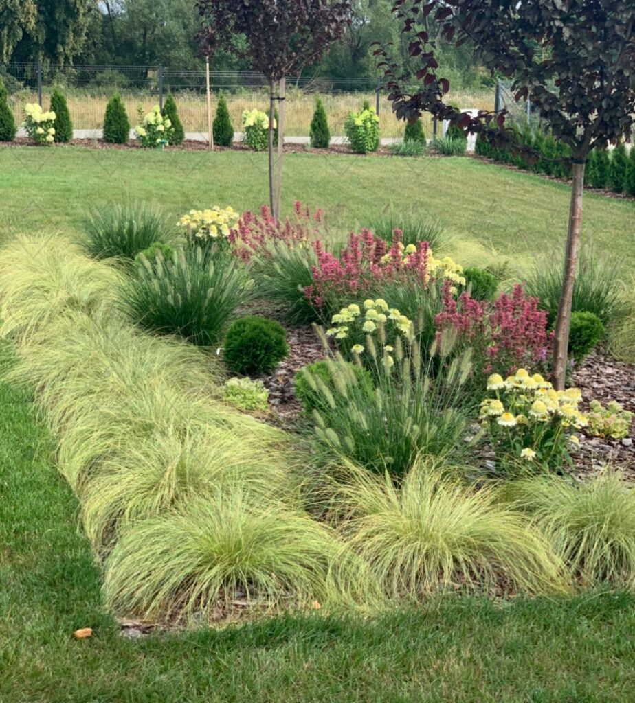 Turzyca Carex Frosted Curls - SADZONKI - sklep