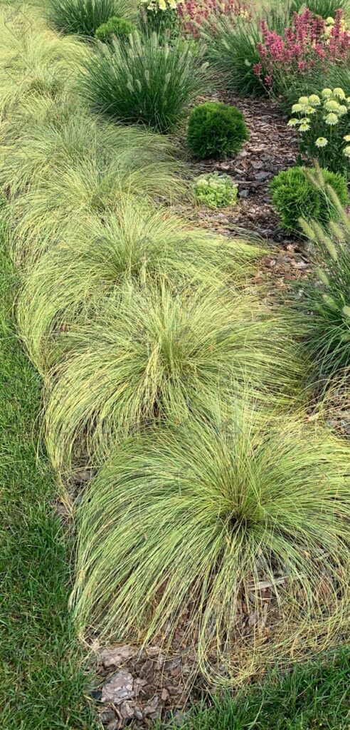 Turzyca Carex Frosted Curls - SADZONKI - sklep
