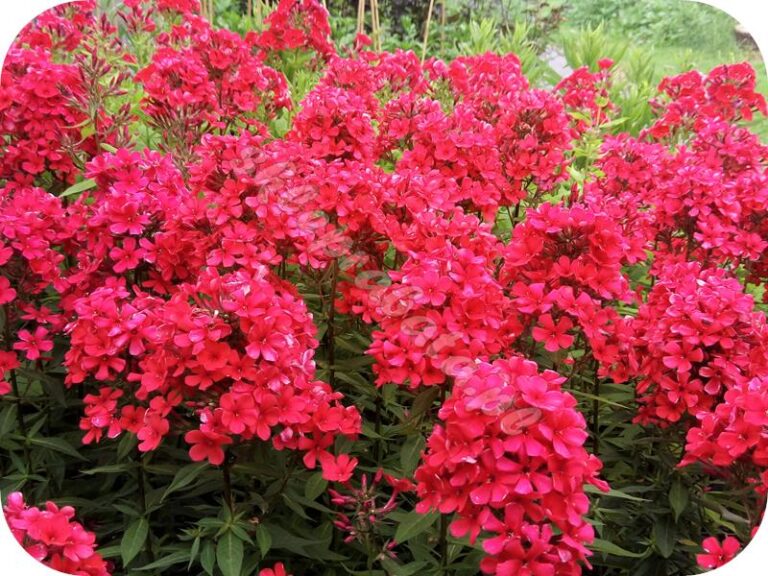 Floks wiechowaty Early Red - Zielony Expert phlox paniculata