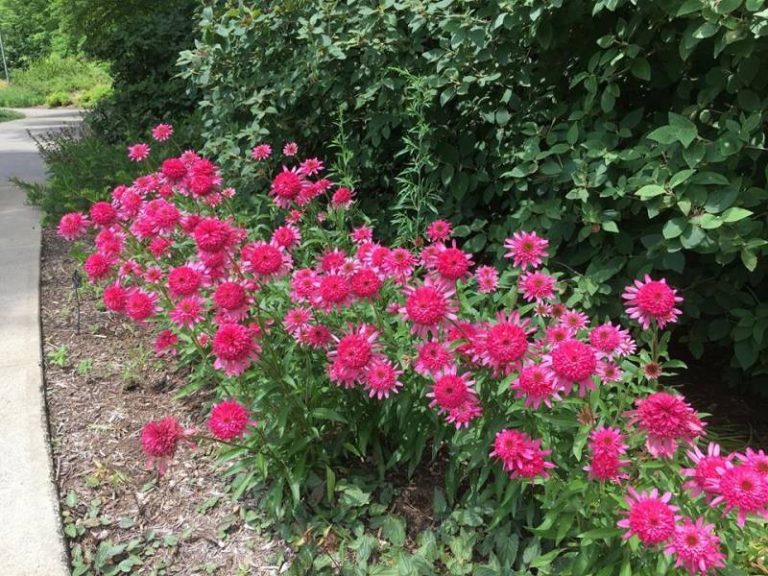 Jeżówka Mini Belle Echinacea | szkółka roślin | wysyłka