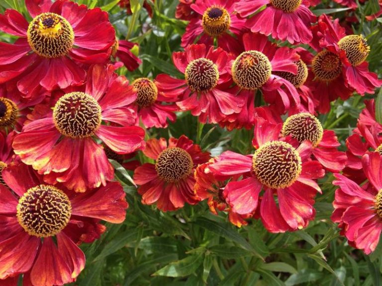 Dzielżan ogrodowy Siesta Helenium - sklep ogrodniczy online