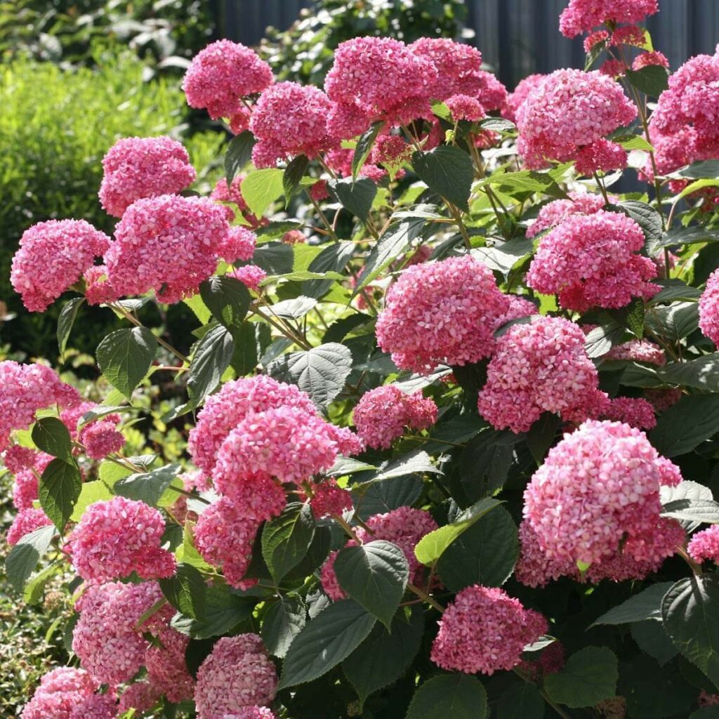 Rośliny ogrodowe i trawy ozdobne sprzedaż roślin i wysyłka