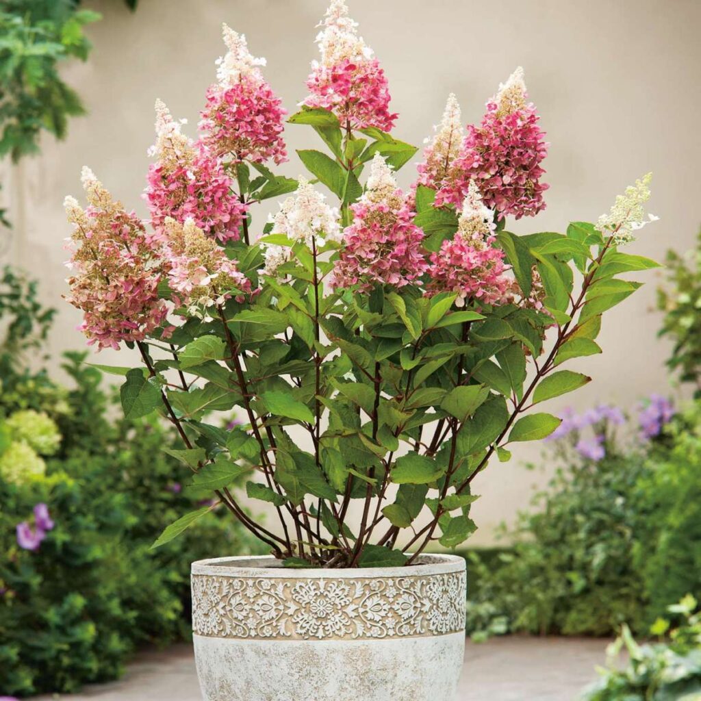 Hortensja bukietowa Pinky Winky - Zielony Expert