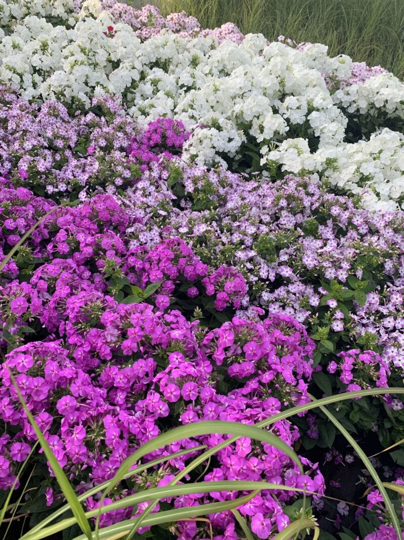 Floksy Kwiaty do ogrodu