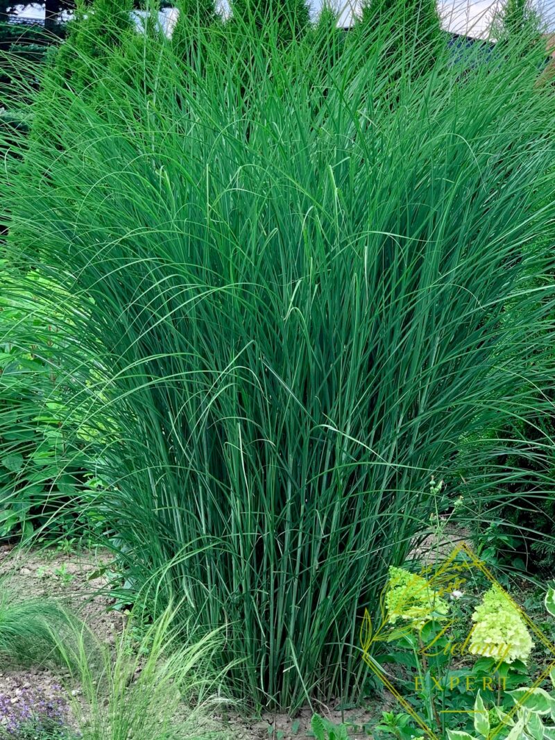 Miskant chiński | Trawy ozdobne do ogrodu |sadzonki wysyłka